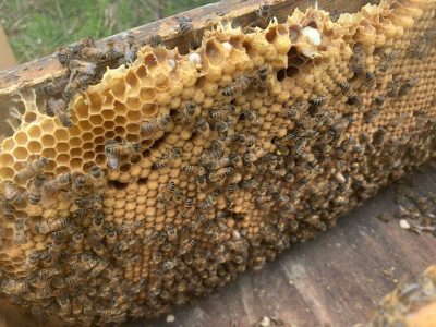 Natural Queen Rearing - Backyard Beekeeping
